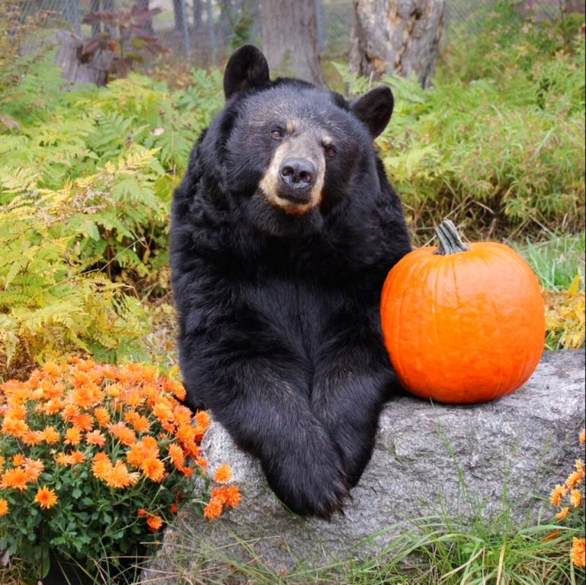 Victoria the bear, who danced at theme park, dies at 32 | News, Sports ...